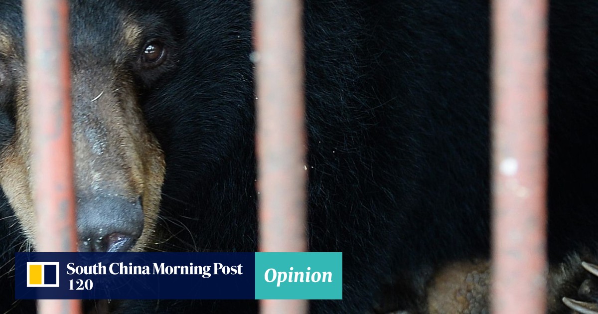 Opinion: Can synthetic bile finally free the moon bears? | South China ...