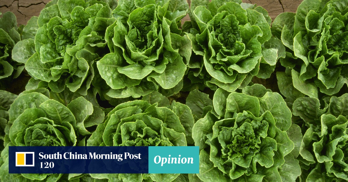 Opinion | After a lettuce famously outlasted Liz Truss, the origin of ...