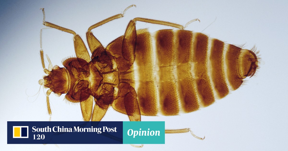 Opinion: Do we really need to panic about a bedbug ‘pandemic’? Of course not | South China ...