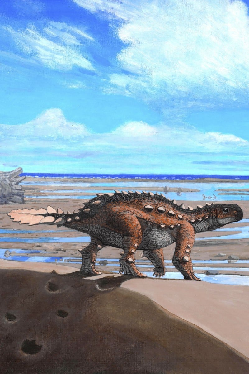 Scientists discover new dinosaur with slashing tail weapon - Young Post ... Scientists discover new dinosaur with slashing tail weapon - Young Post ...