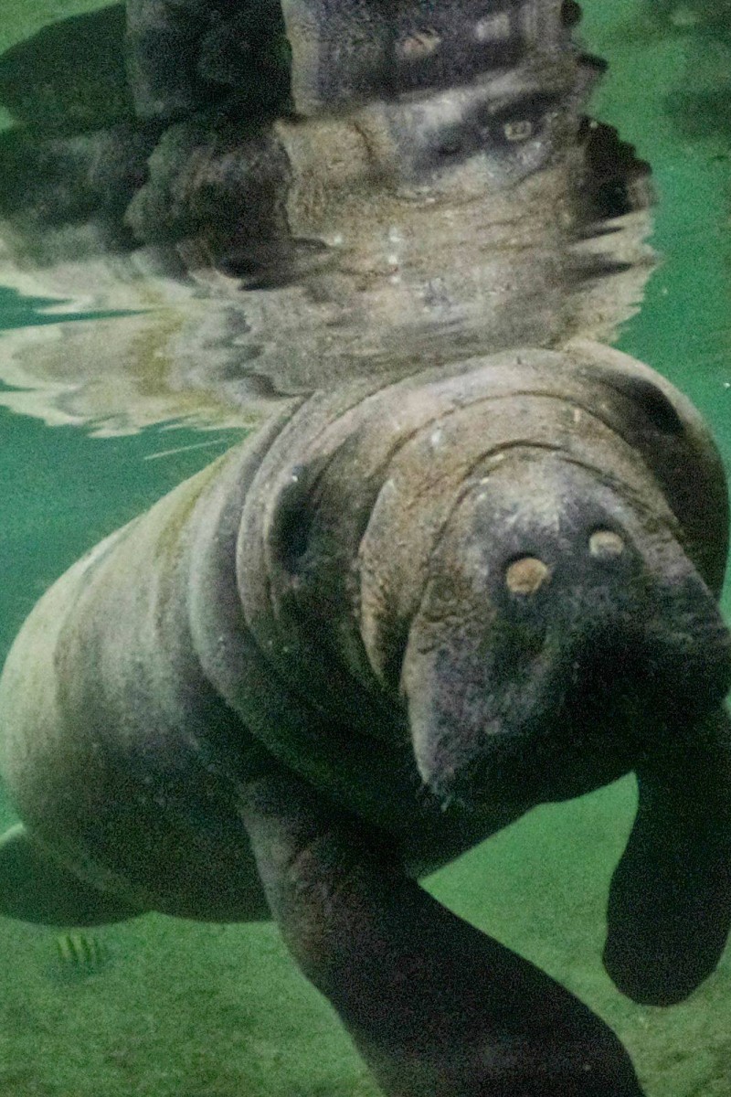 Around-the-clock care to save baby manatee orphaned in Colombia - Young ...