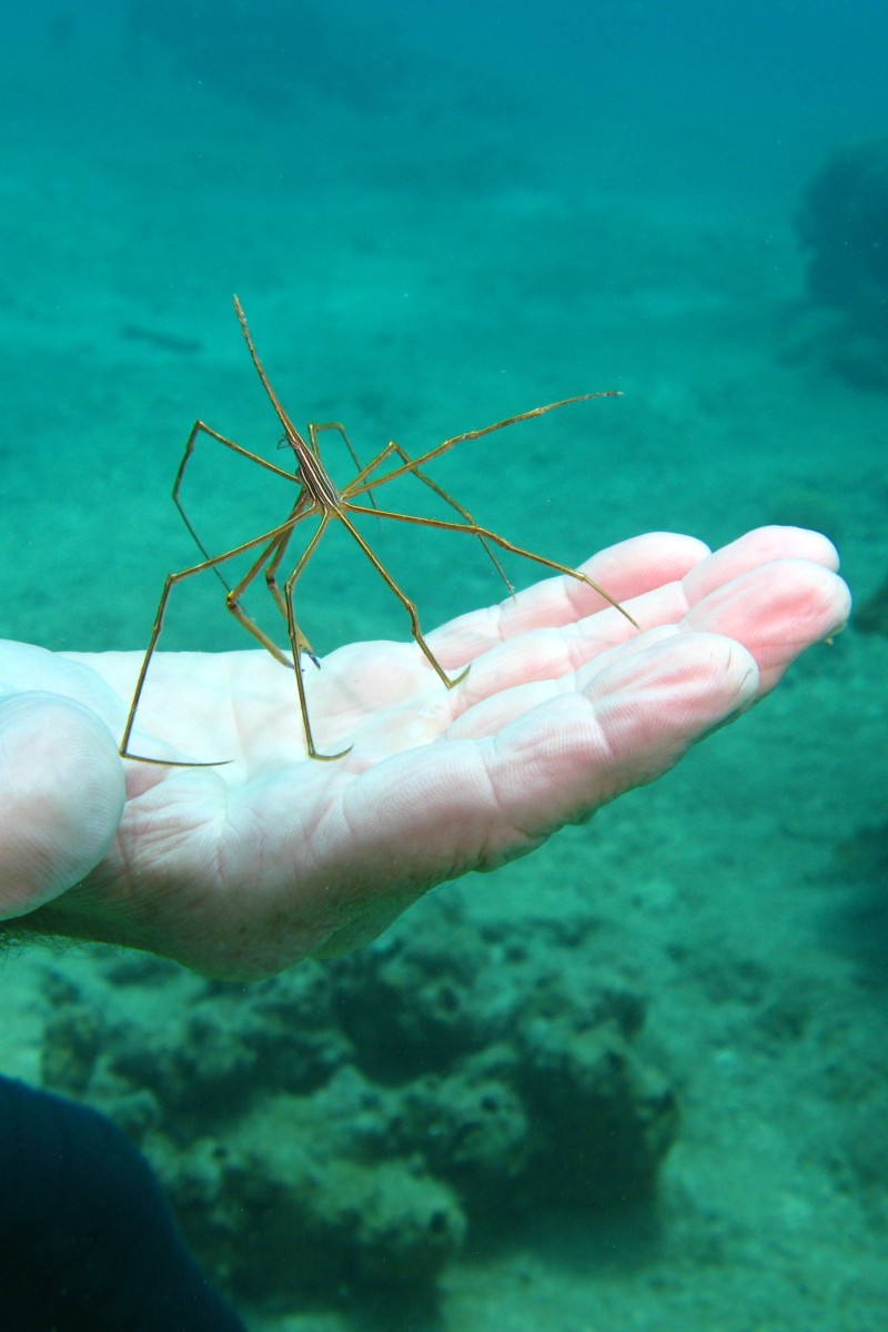 Study finds sea spiders can regrow body parts, not just limbs, raising ...