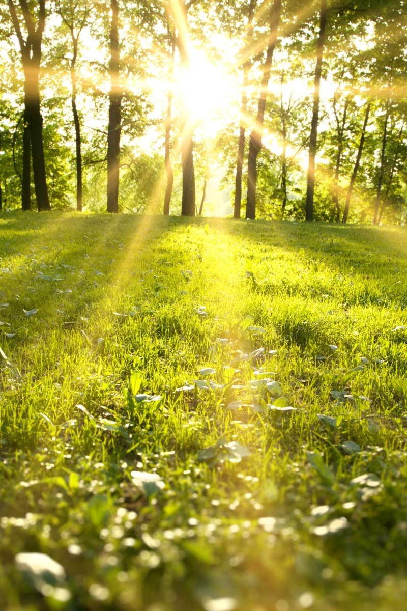 Sayings that spring to mind: 10 English idioms about the season of new ...