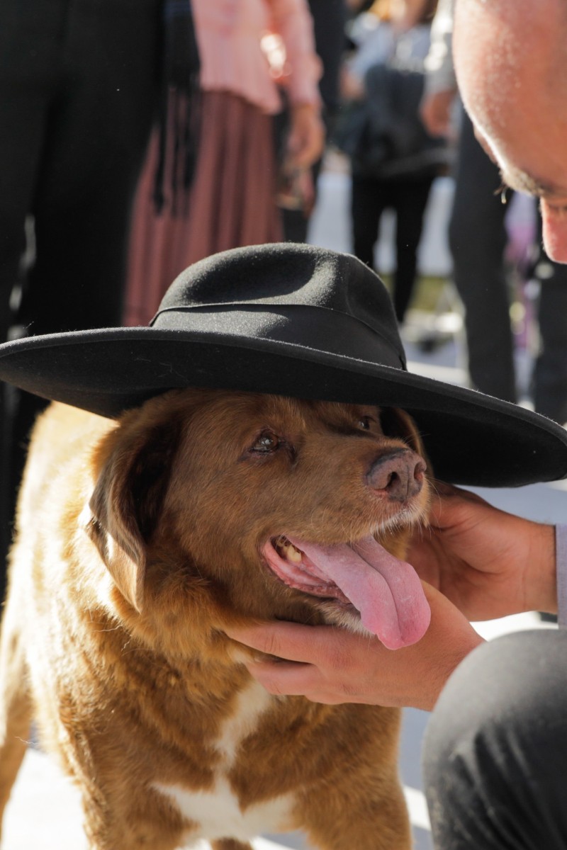 World’s oldest dog, Bobi, celebrates 31st birthday with party in ...