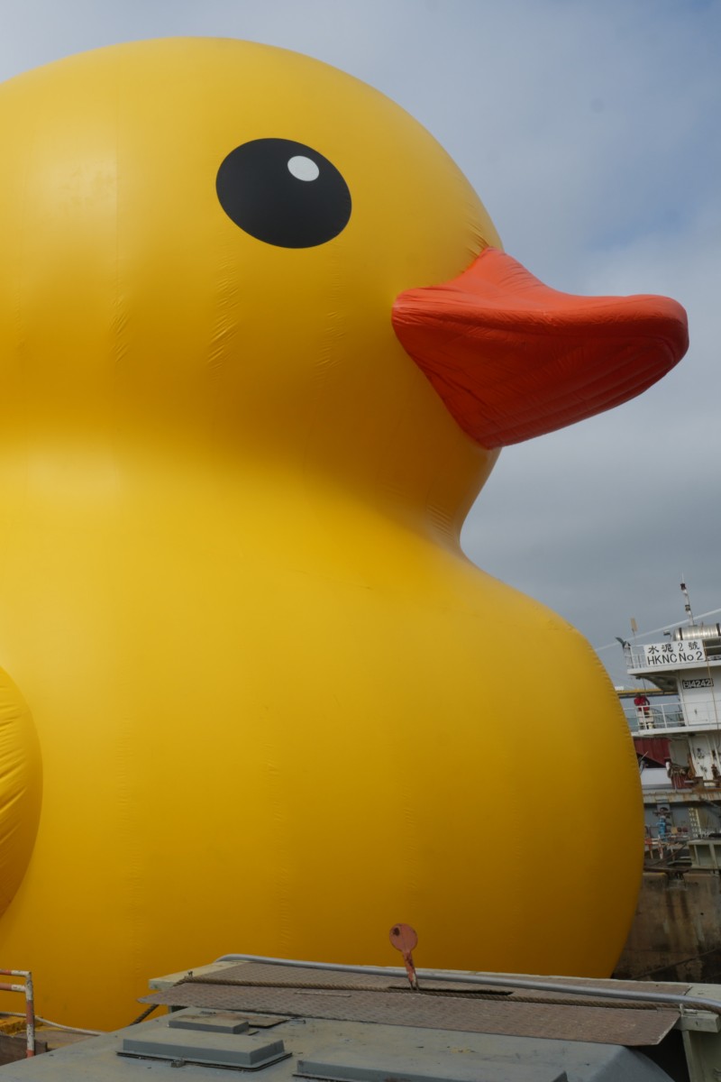 Hong Kong prepares for rubber ducks’ voyage to Victoria Harbour on June ...
