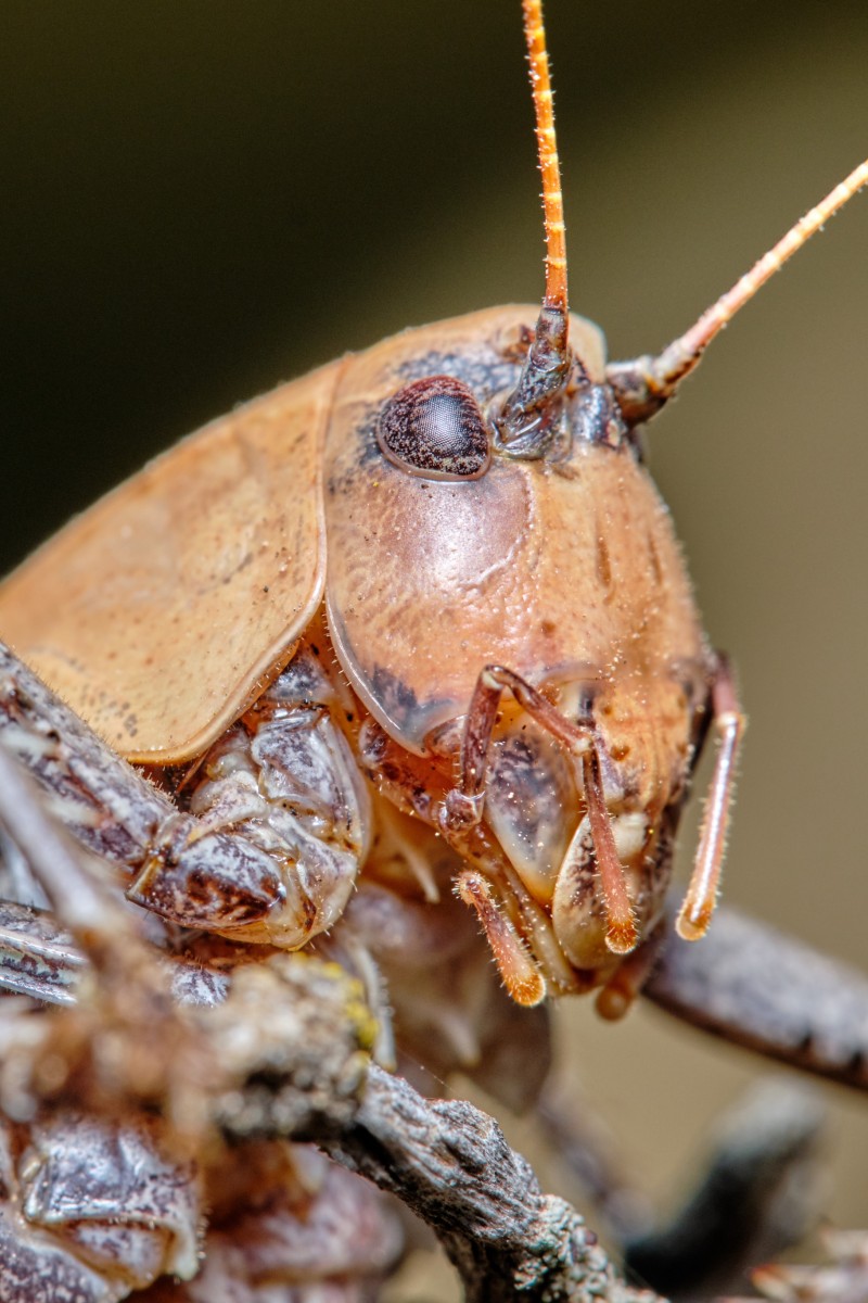 US town invaded by millions of crickets - Young Post | South China ...