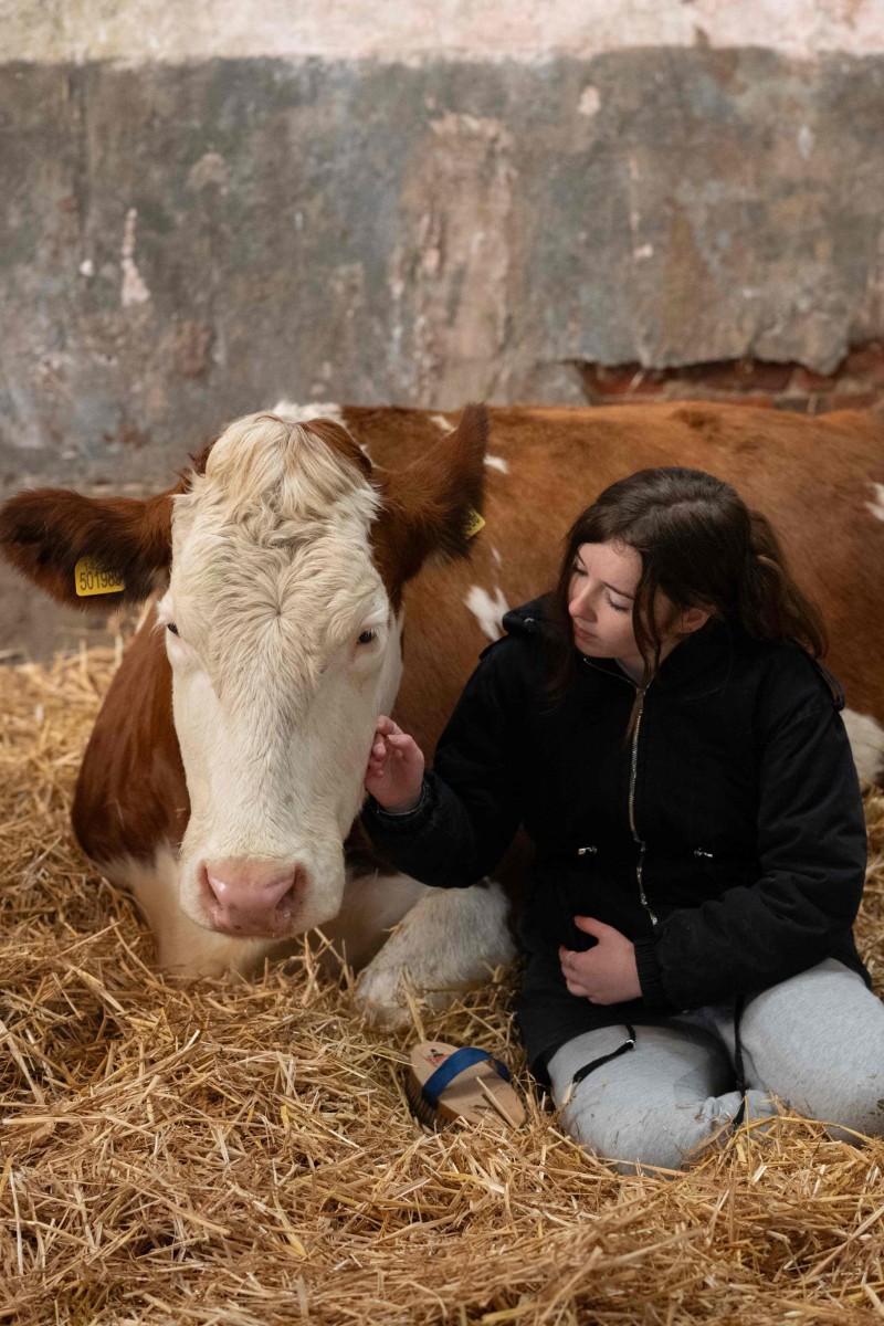 5-minute listening: Calming cow cuddles at Dumble Farm in England ...