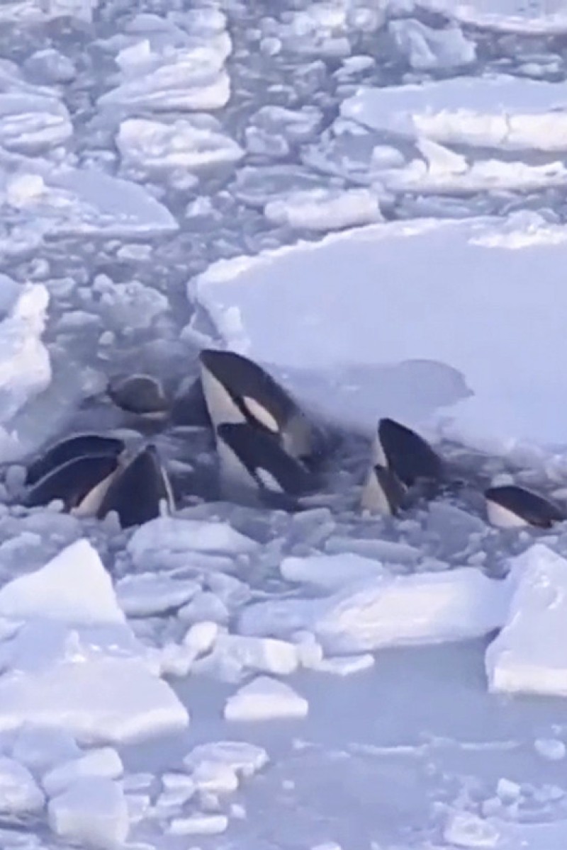 Whale of a time as orcas trapped in drift ice off northern Japan in ...