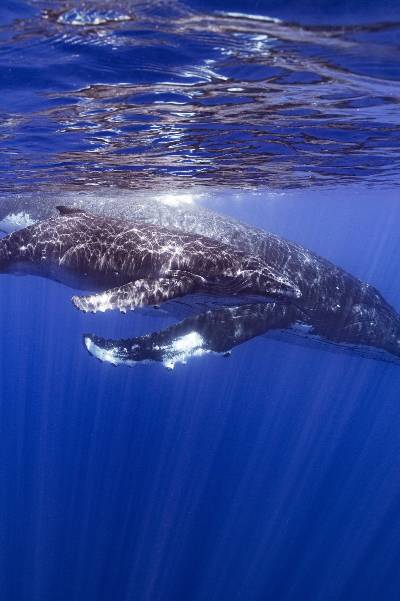 Scientists have a whale of a time as they unveil how the marine mammals ...