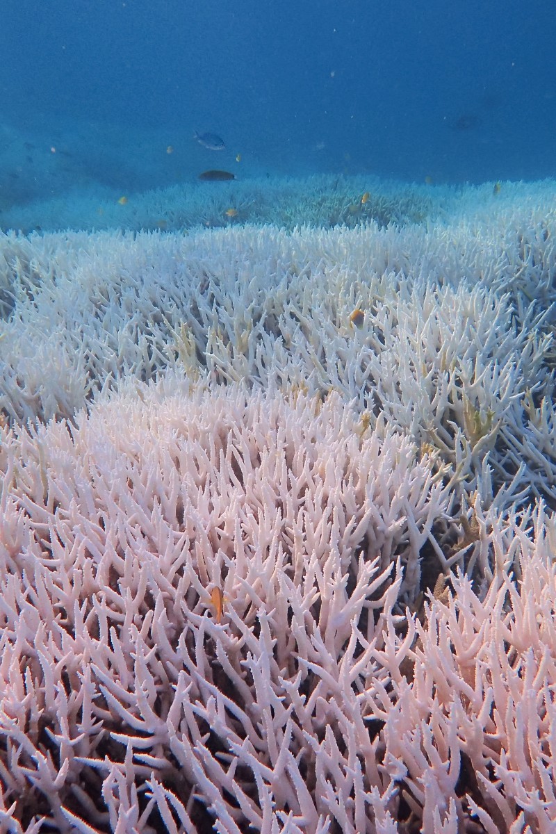 Australia’s Great Barrier Reef no exception to the climate change ...