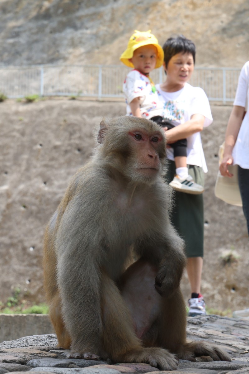 Hong Kong reports first human case of B virus; here’s what you should ...