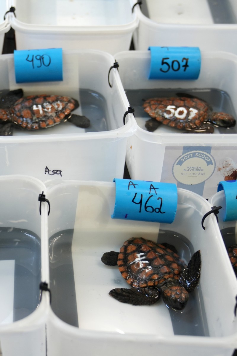 Intense storm washes more than 500 baby sea turtles on South African ...