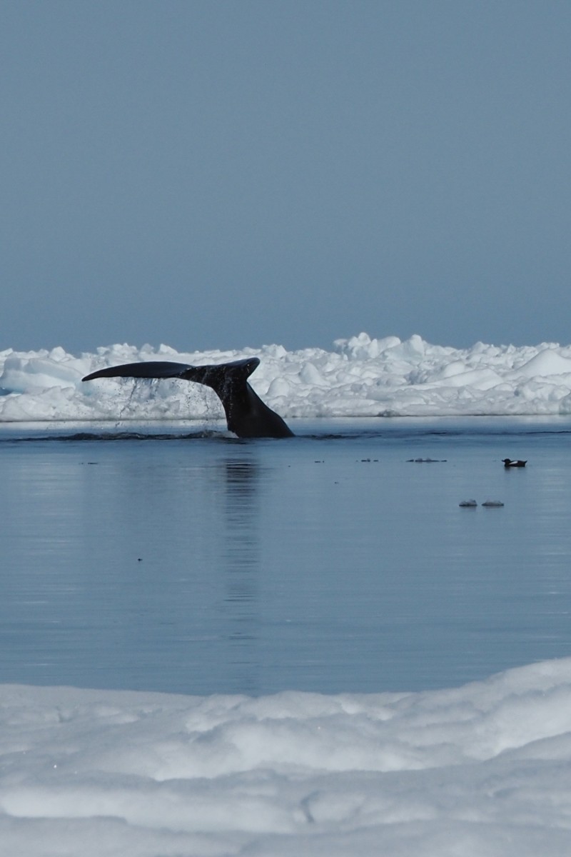 Arctic whales have great harmony and can synchronise dives dozens of ...