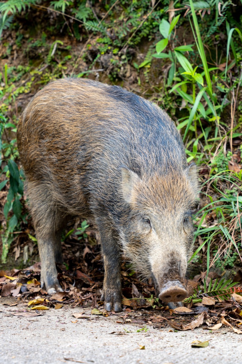 InfoSpark: Hong Kong’s wild boars – from forest phantoms to city ...