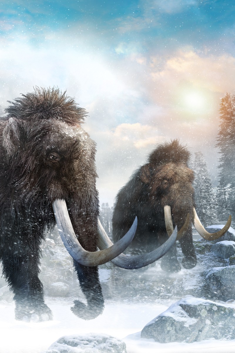 Mammoths made up 40% of ancient diet in North America, scientists reveal - Young Post | South ...