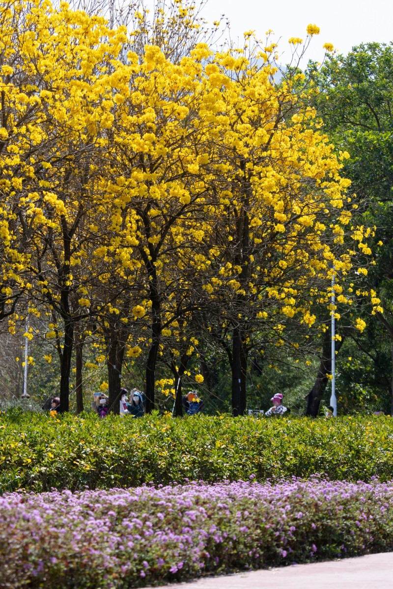 Spark Study Buddy (Explorer): Discover Hong Kong’s golden trumpet tree ...