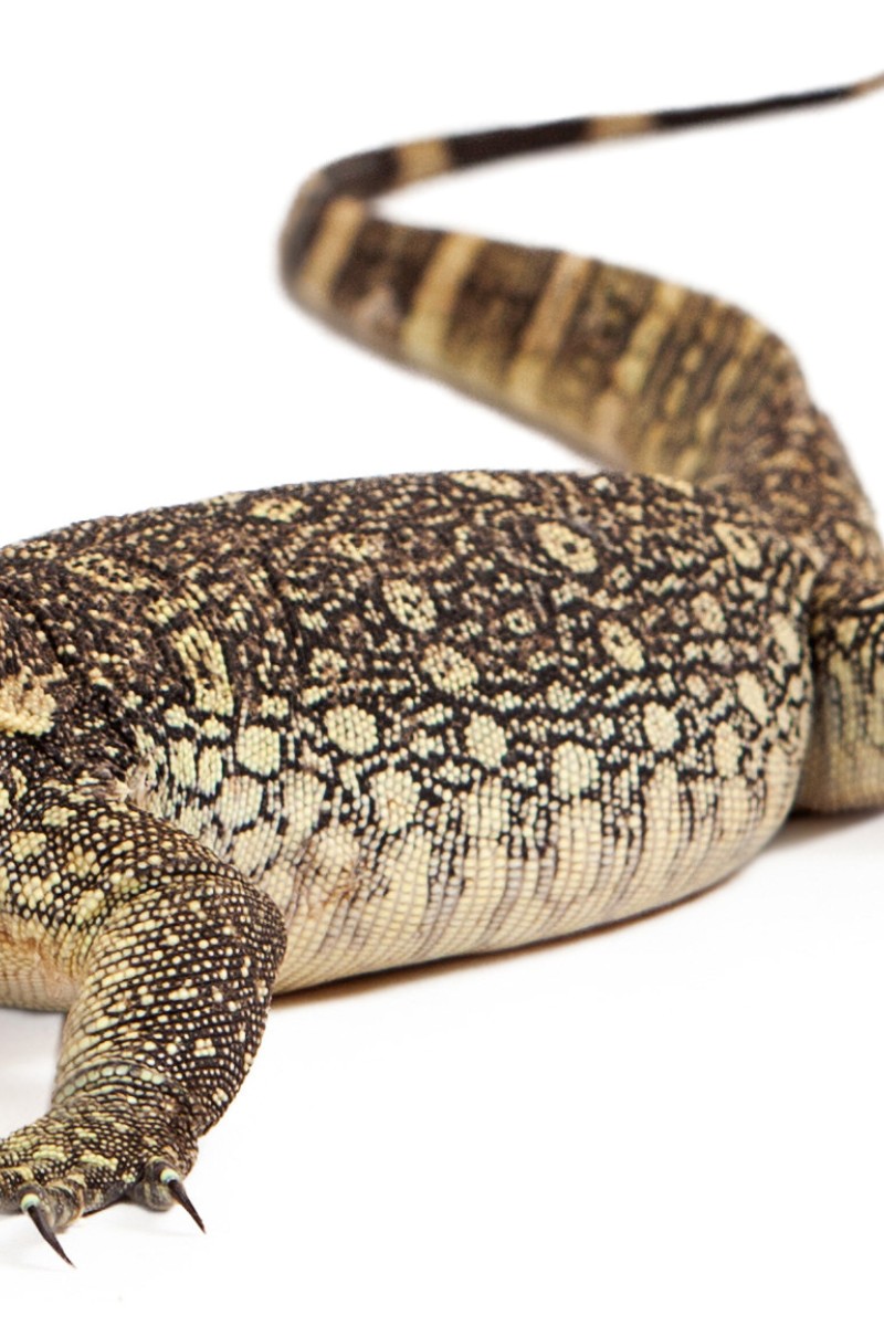 Hong Kong's giant lizards might be back - Young Post | South China ...