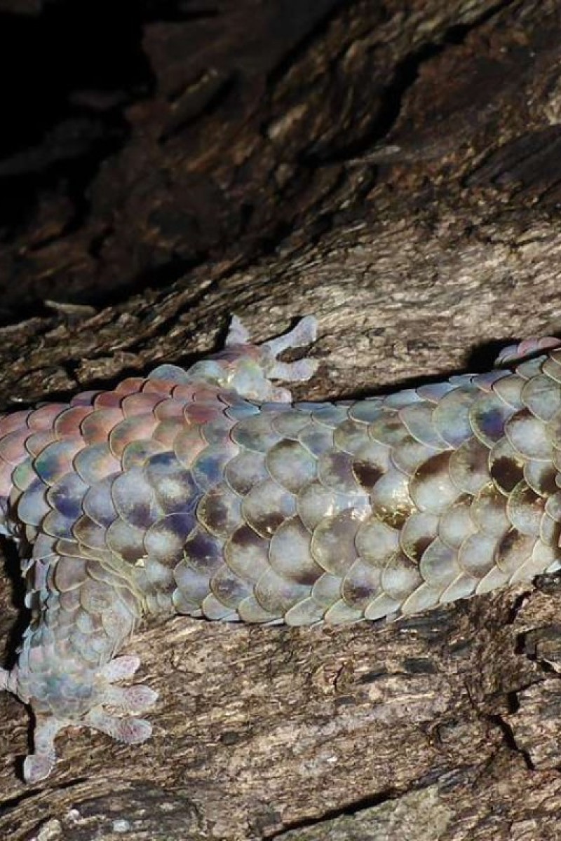 Alien-like gecko escapes from its predators by getting butt naked ...