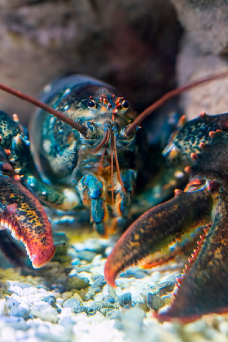 Lobster body armour: MIT professor looks to crustacean exoskeleton to ...