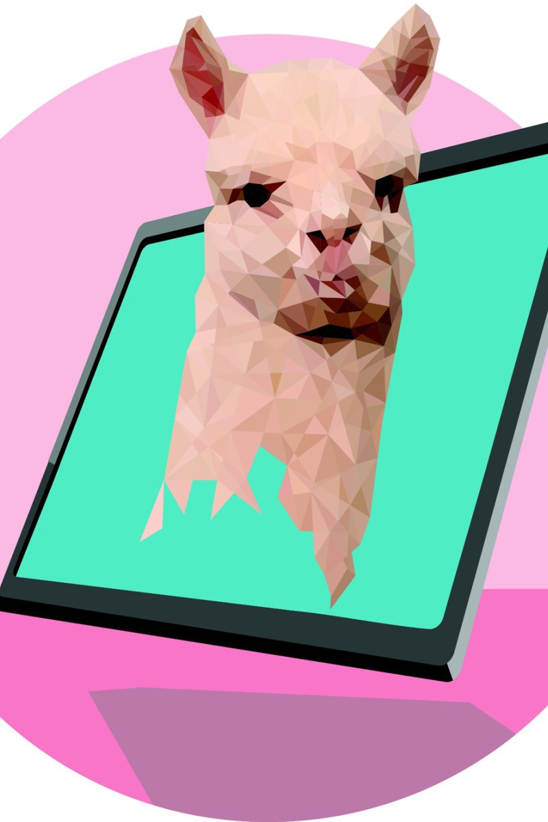 App-aca madness! Apps for alpaca lovers - YP | South China Morning Post