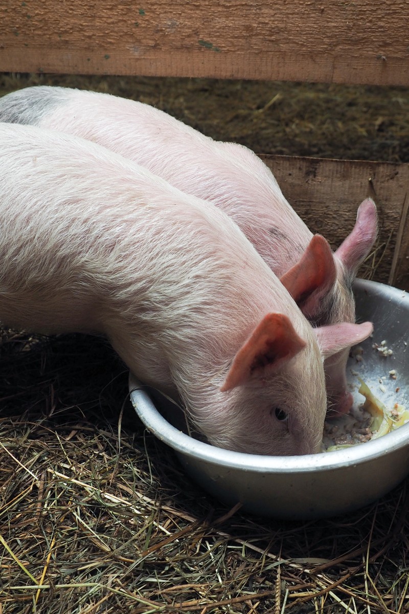 Year of the Pig 2019: Pig expressions to learn this Lunar New Year ...