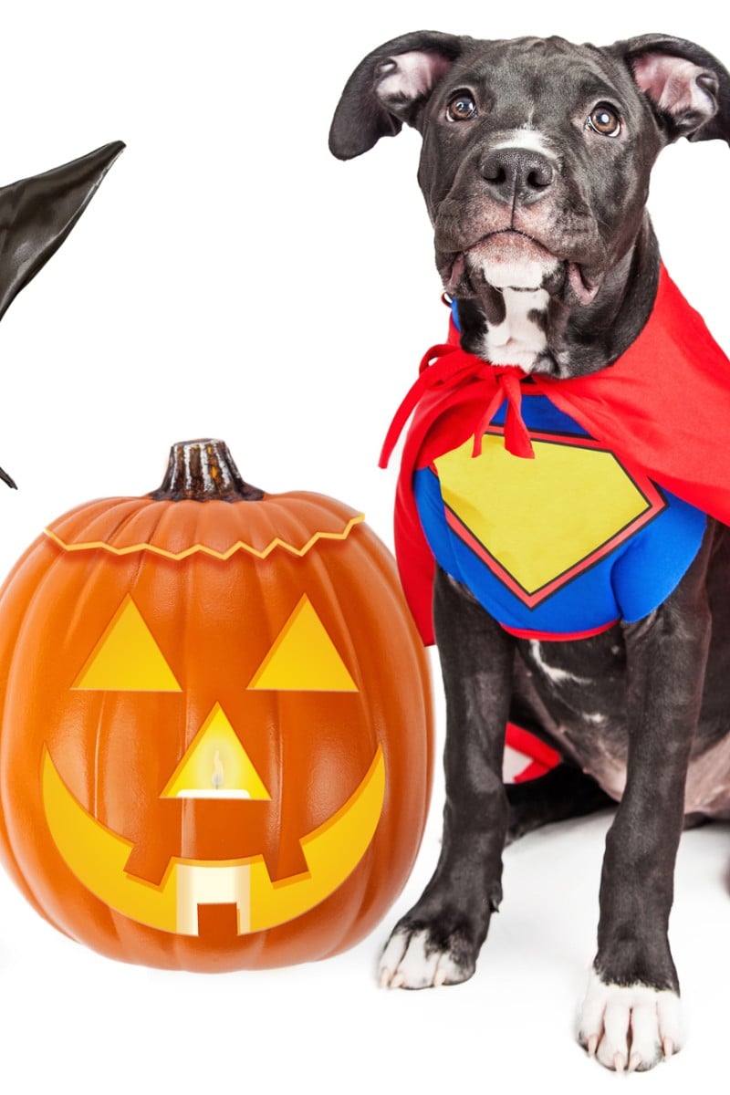 Five Emergency Halloween Costumes You Can Whip Up In Minutes YP five-emergency-halloween-costumes-you-can-whip-up-in-minutes-yp