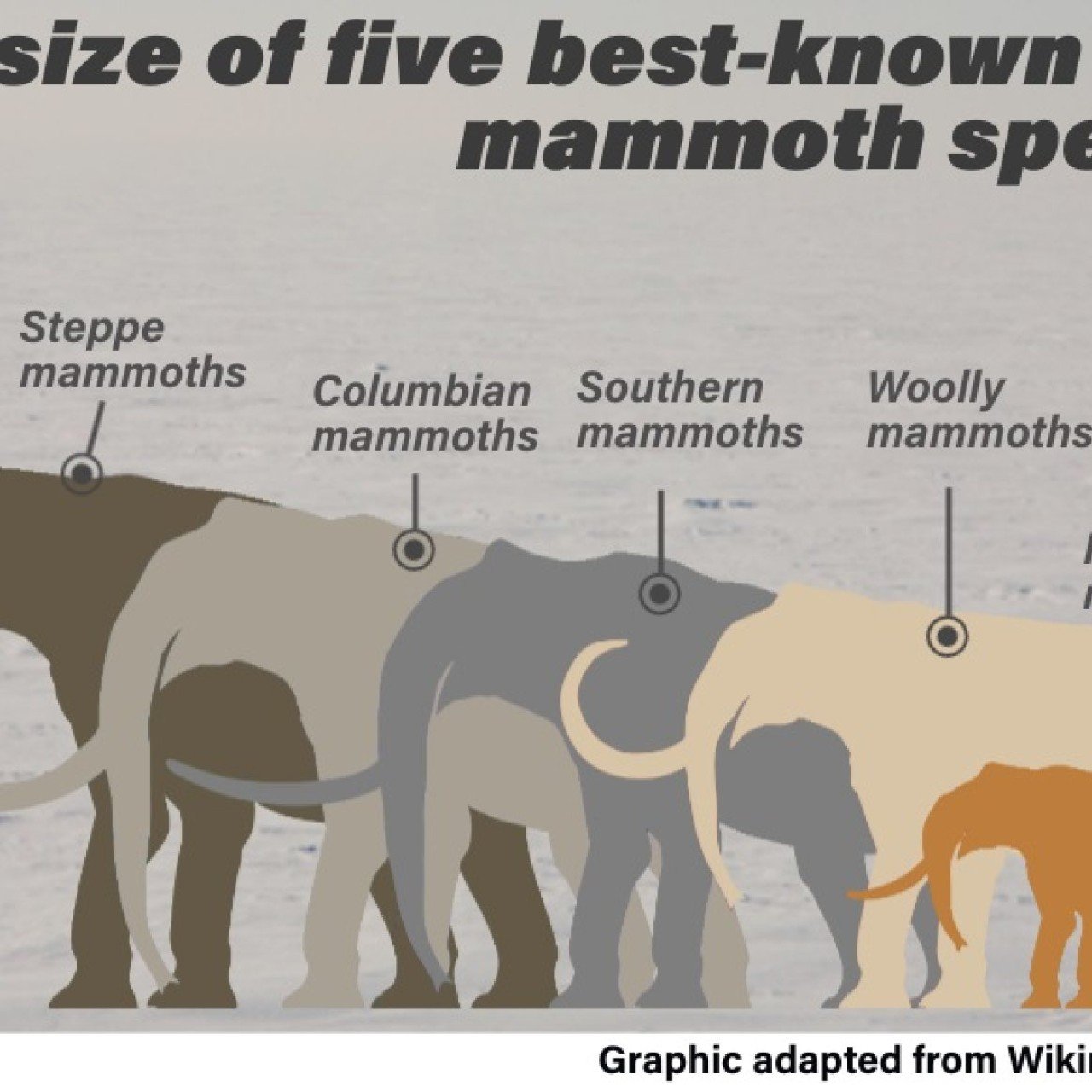 Columbian Mammoth Size