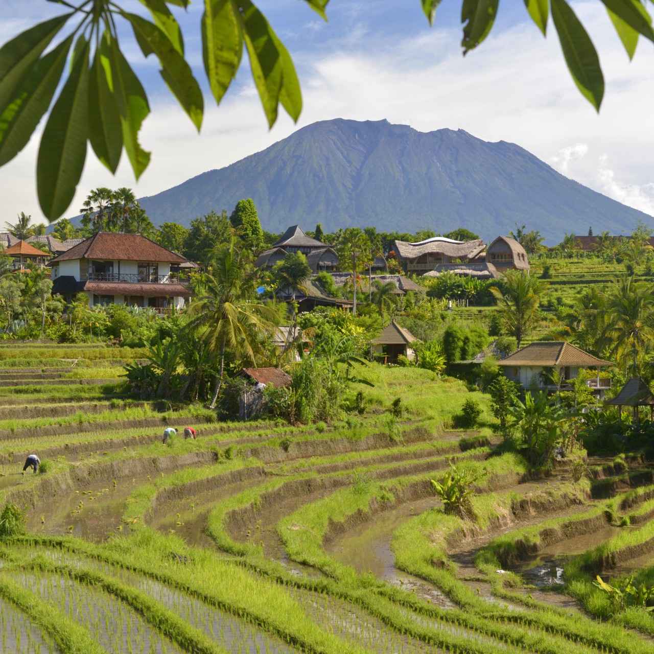 Flower Hill Farm Hawaii | Best Flower Site