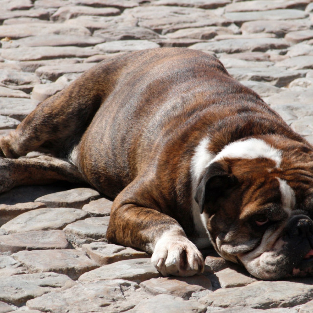 Do Dogs Get Lazy In The Summer