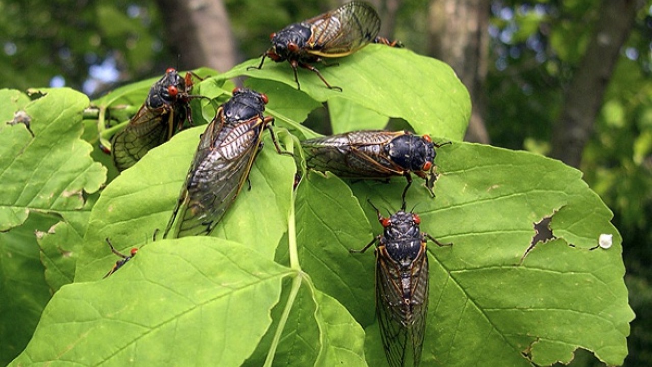 why do cicadas swarm