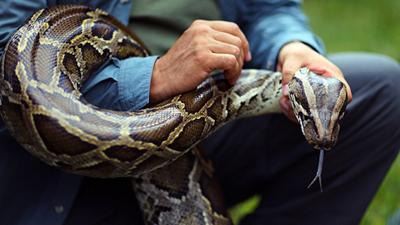 Burmese Python Eats Child