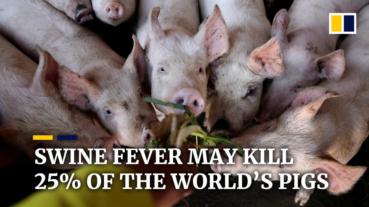 China’s pig farmers grapple with soybean price spike as coronavirus ...