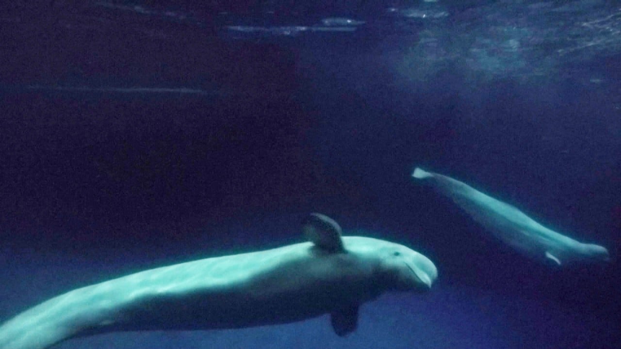 Whales alive: beaked species spotted for first time by Chinese ...