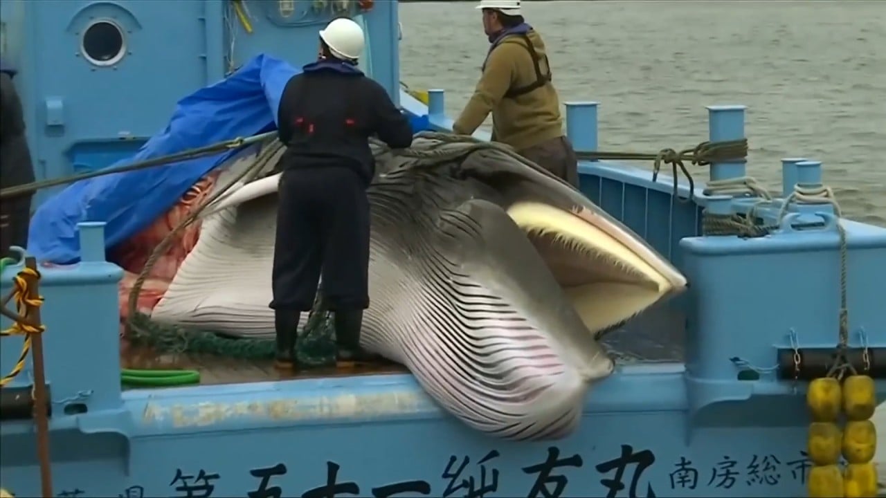 How a dispute over whaling could spur Japan’s exit from US Indo-Pacific ...
