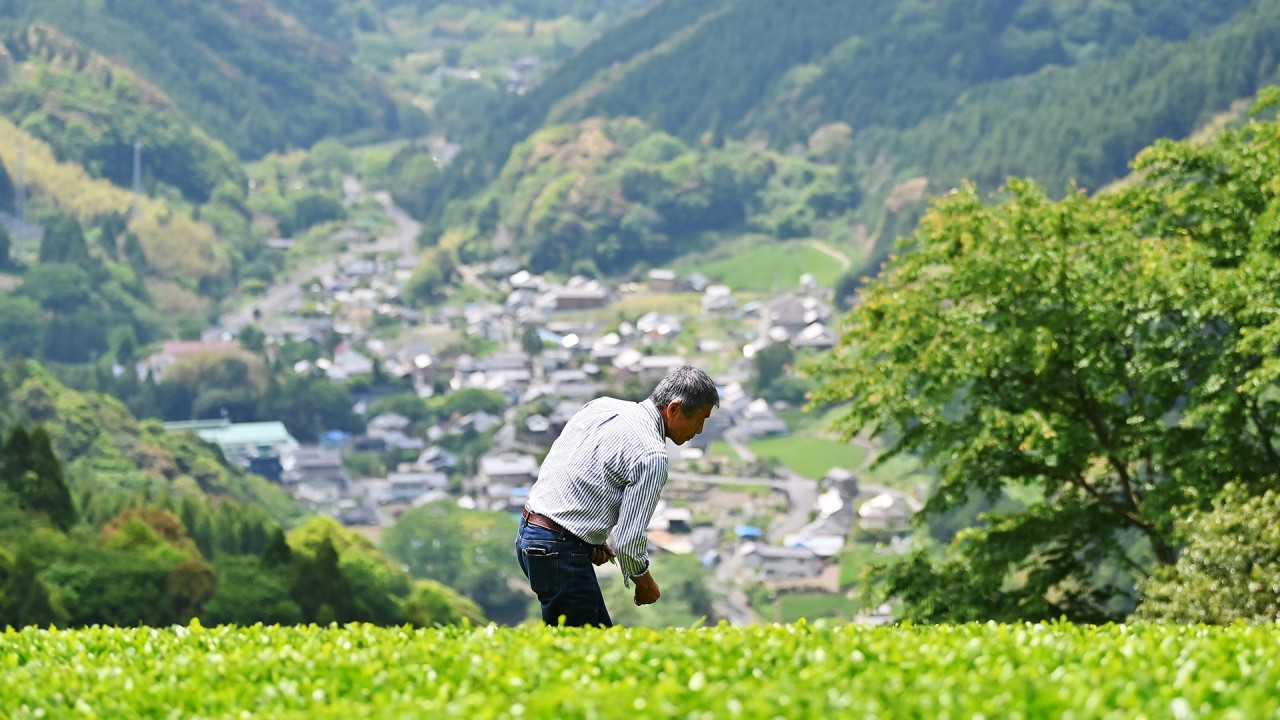 The Chinese touch behind Indian tea: documentary shows sweeter side of ...