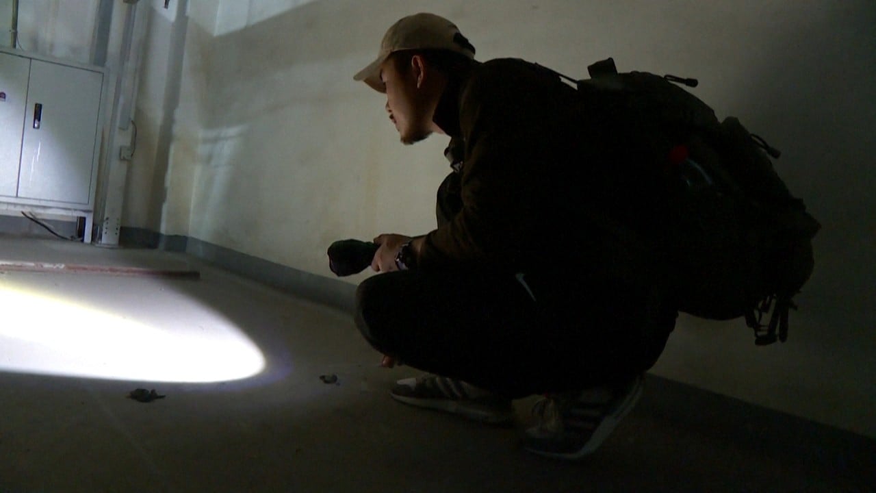 China Continent Insurance expands animal coverage amid booming pet ...