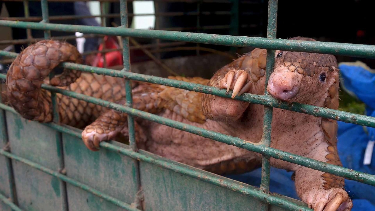 Scientists discover new monkey species in Myanmar – and it’s already ... Scientists discover new monkey species in Myanmar – and it’s already ...