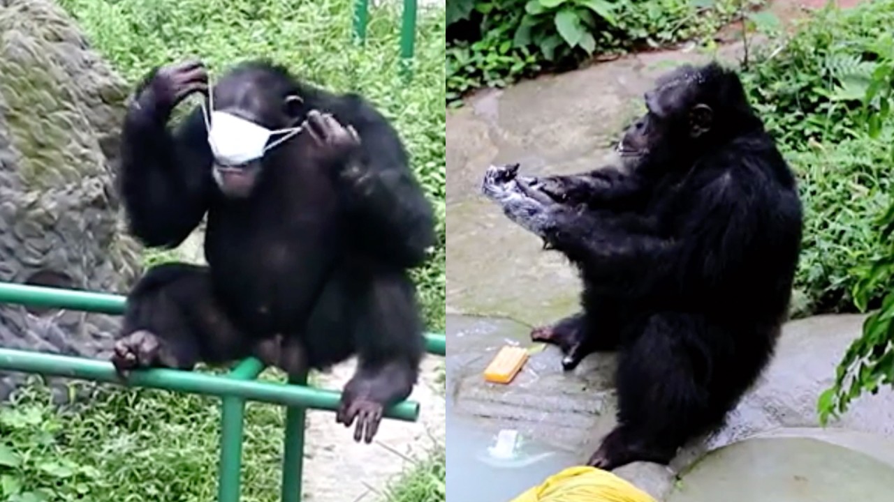 What Chinese scientists learned by teaching two monkeys to play Pac-Man ...