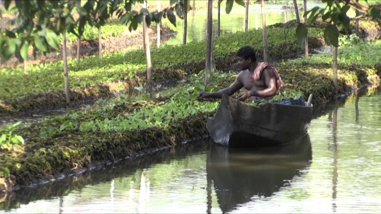 China plans to feed 80 million people with ‘seawater rice’ | South ...