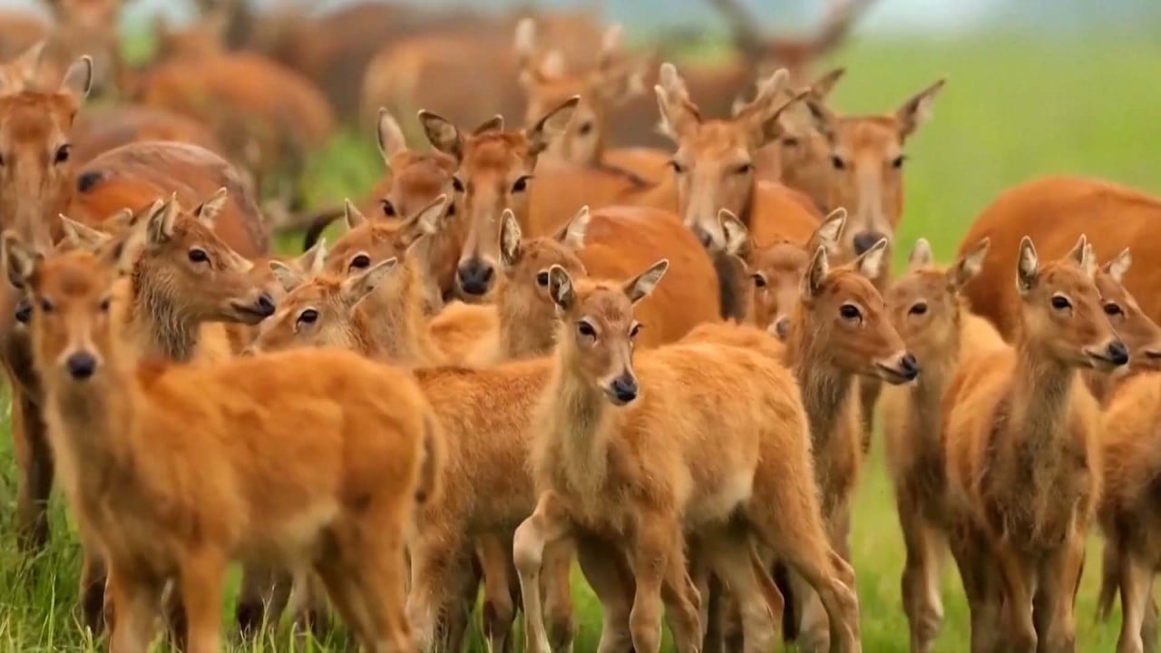 Biodiversity action urged as over a fifth of world’s reptile species ...