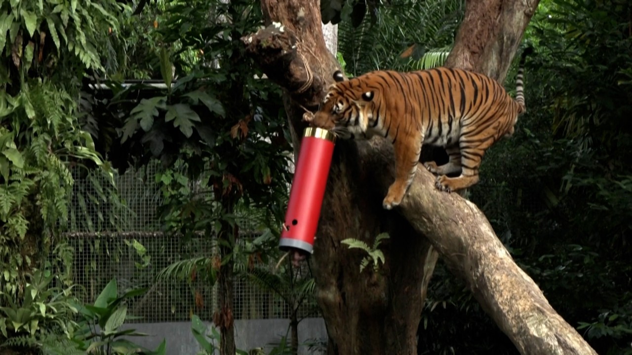 Three-legged tiger lost in jungle risks starvation, says Thailand ...