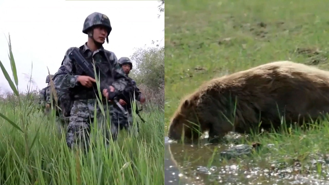 Chinese team tracks beavers with AI, making Xinjiang wildlife work ...