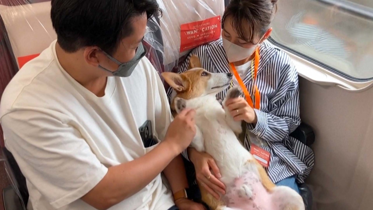 Pet husky dog in China learns how to cook a meal for owner after ...