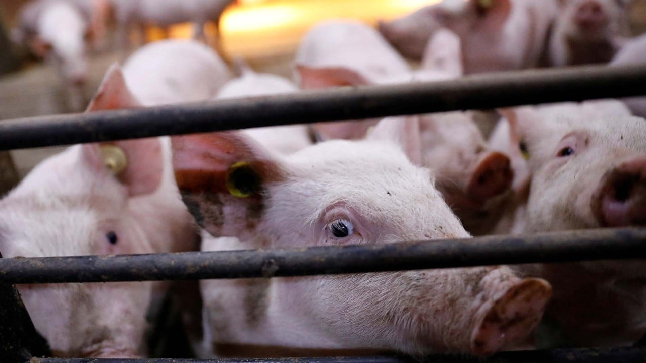 Chinese scientists create gene-edited pigs with immunity to Aids-like ...