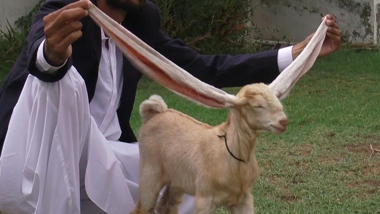 ‘It became docile when he touched it’: Chinese boy saves and keeps ...