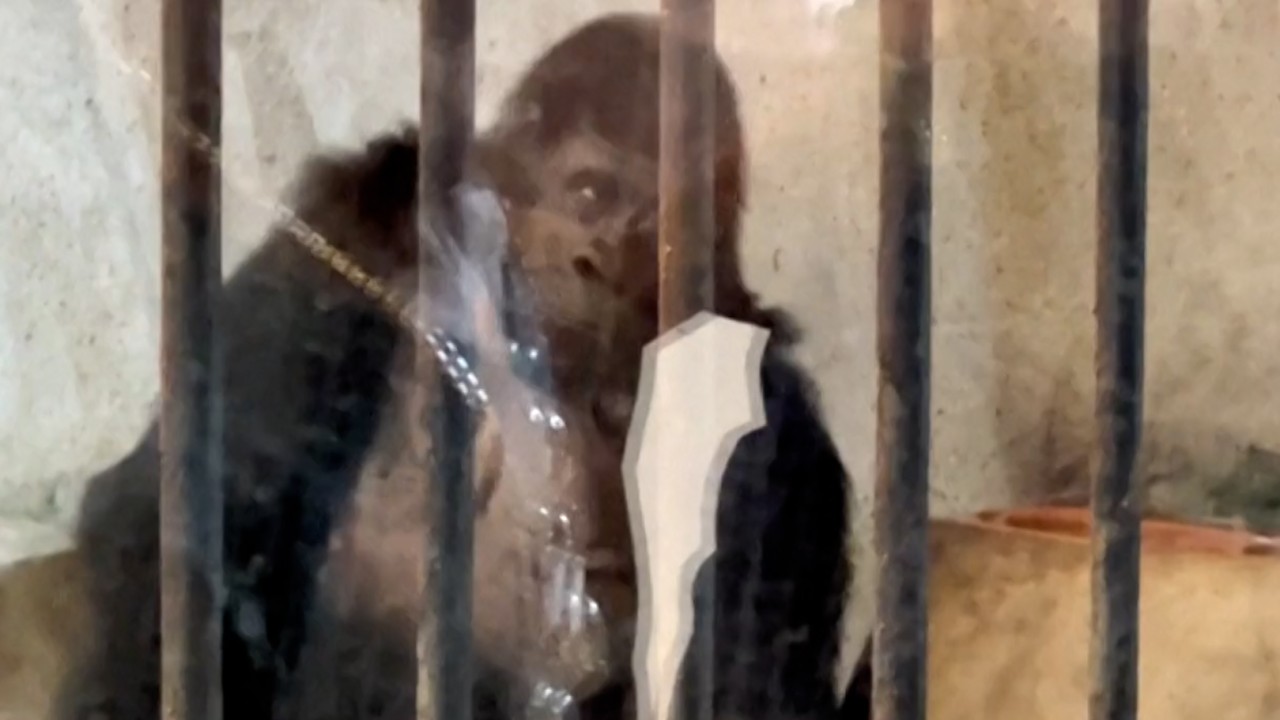 Monkey business: Cash-strapped Sri Lanka mulls sale of some 100,000 ...