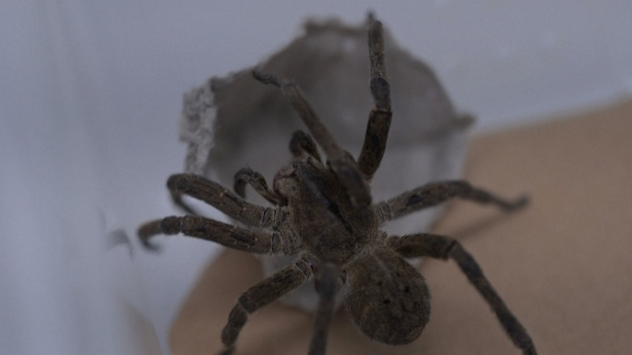 Brazilian Love Bite Poisonous Banana Spiders May Help Treat Erectile