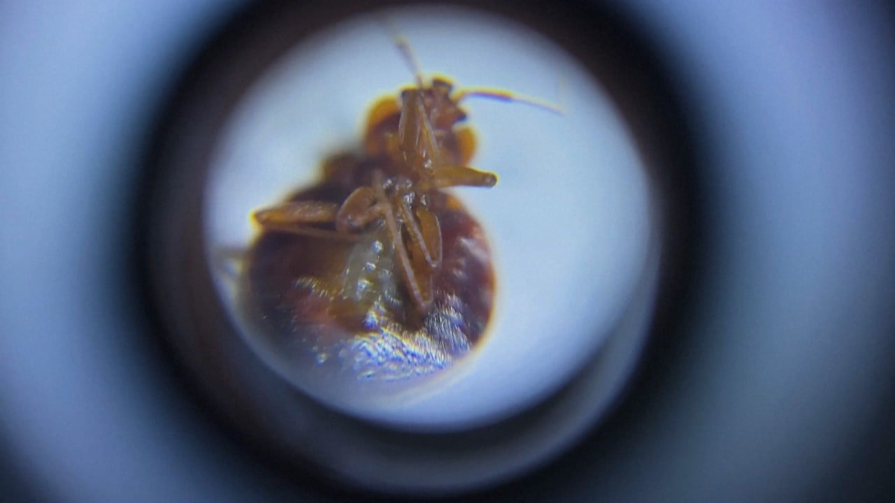 Cicadas pee stronger than humans and an STD can turn them into zombies ...