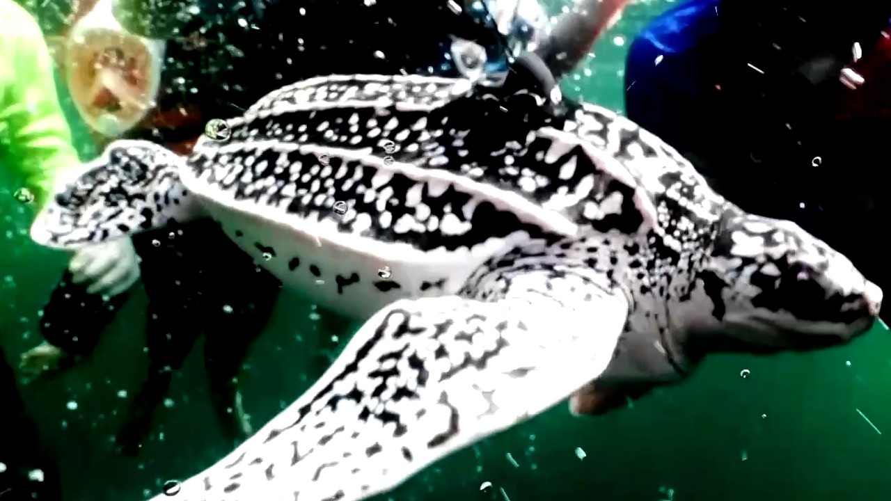 Video | Thailand’s hand-raised baby leatherback sea turtles fight ...