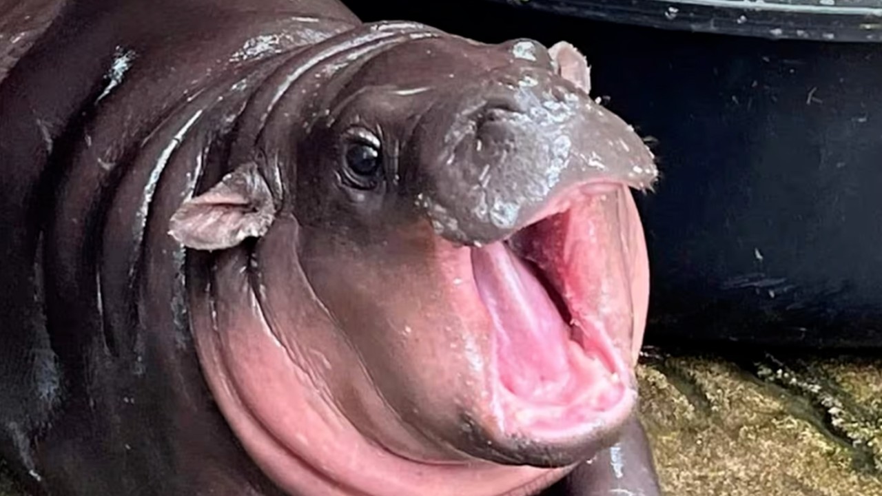 ‘Bouncy Pork’ Thai pygmy hippo Moo Deng turns 1 with grand 4-day zoo ...